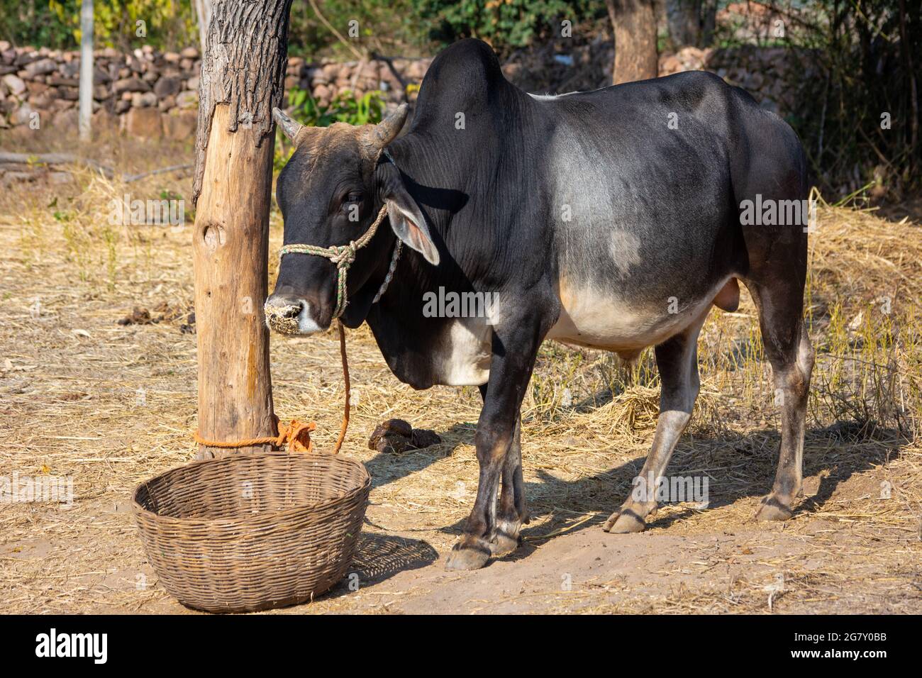 Indian ox on a farm. Indian cattle farm Stock Photo - Alamy