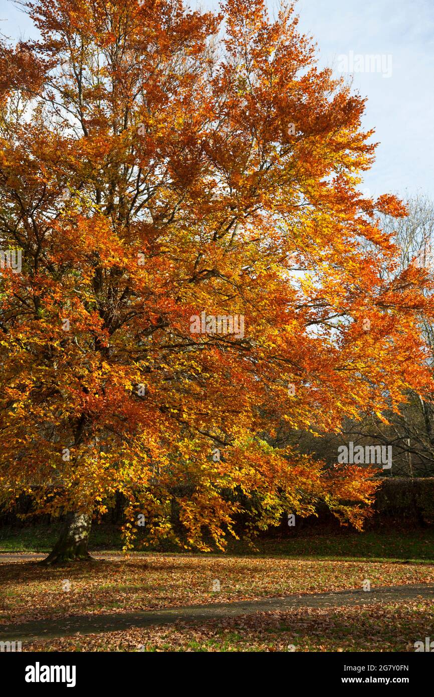 Beech wood scotland autumn colour hi-res stock photography and images ...
