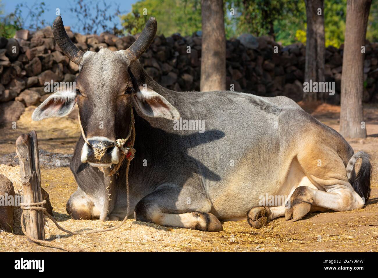 Indian ox on a farm. Indian cattle farm Stock Photo - Alamy