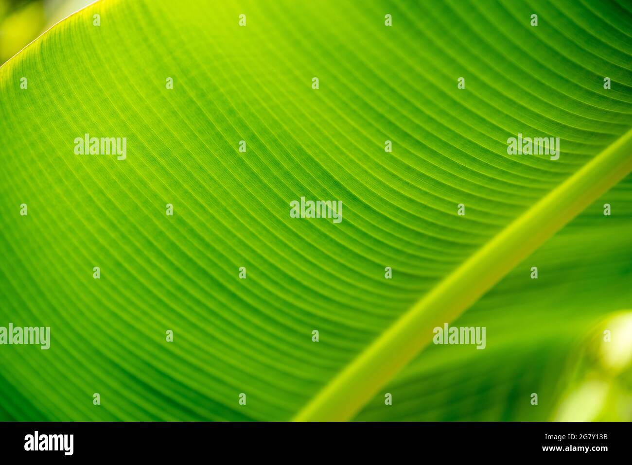 Texture background of backlight fresh green Leaf. Texture and pattern ...