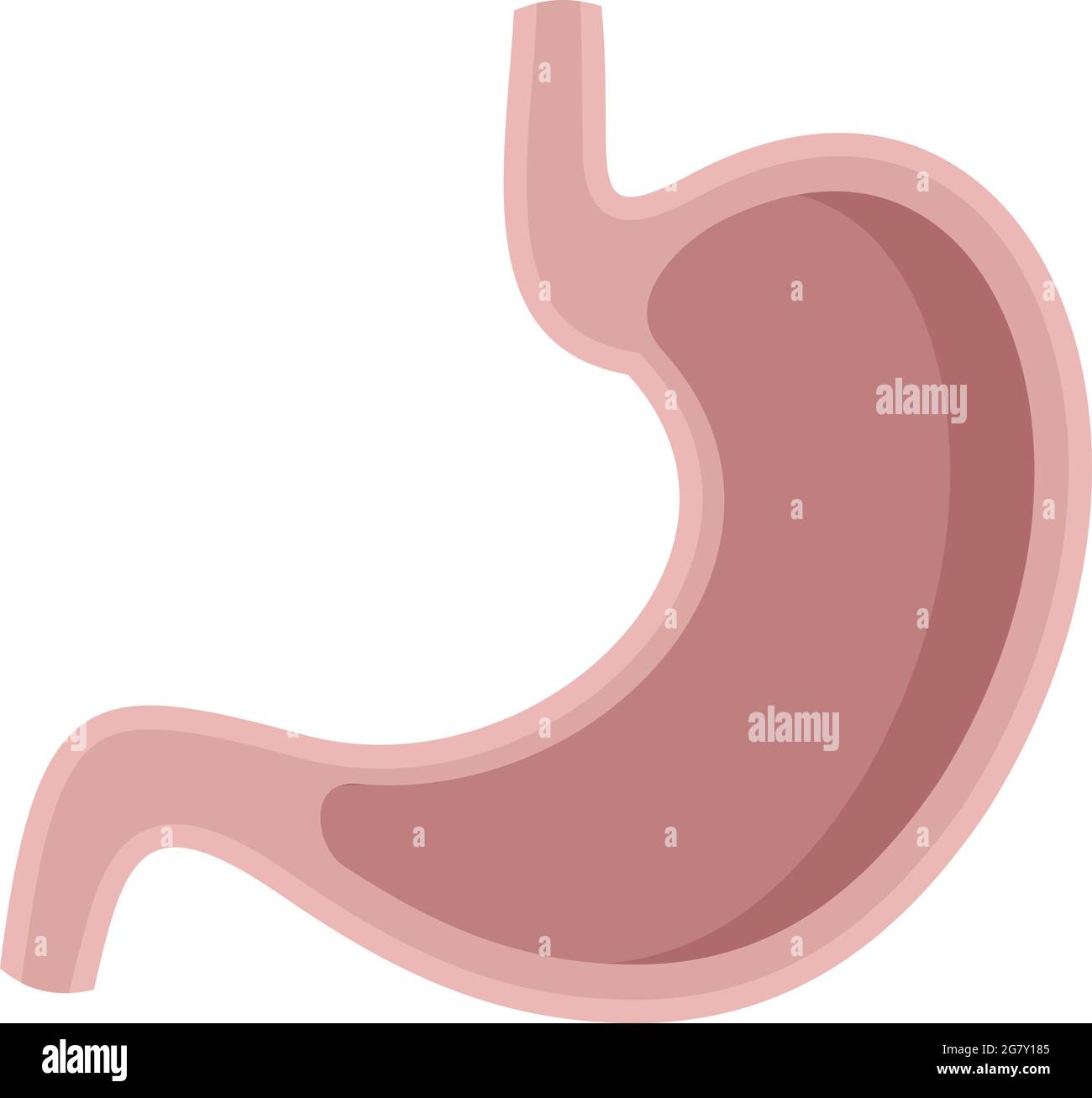 Stomach section icon. Flat illustration of stomach section vector icon ...
