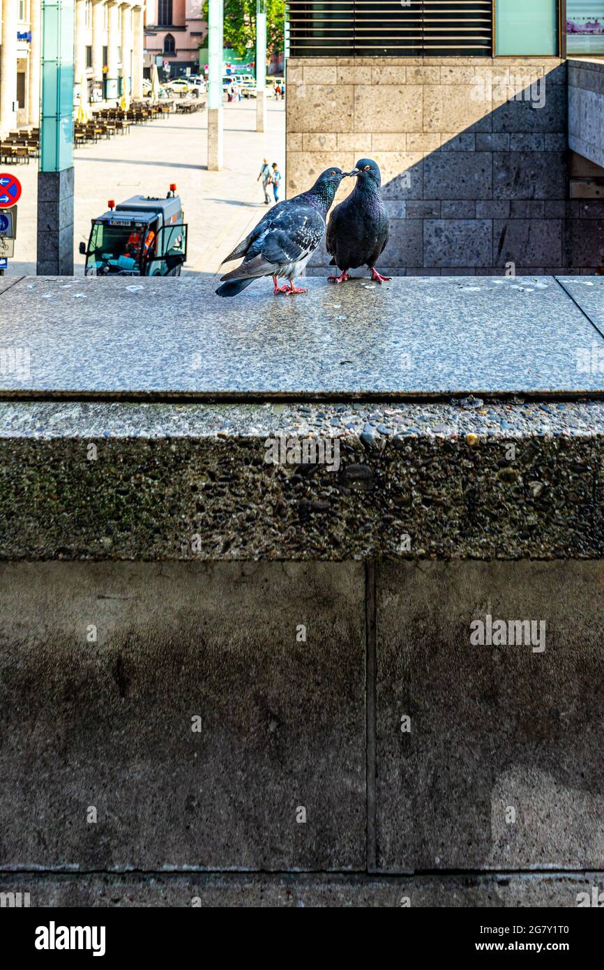 Talking birds hi-res stock photography and images - Alamy