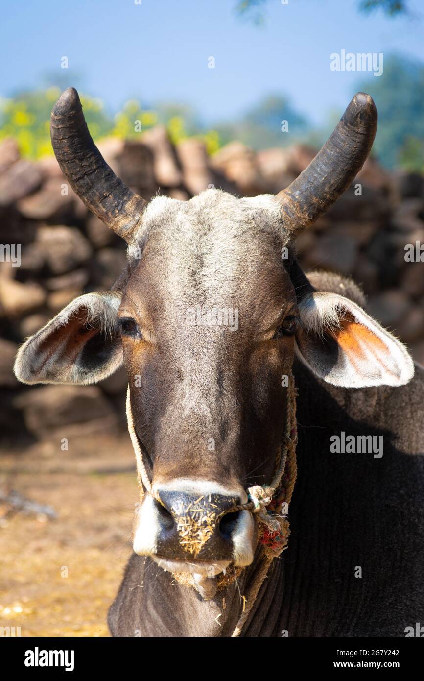 Indian ox on a farm. Indian cattle farm Stock Photo - Alamy