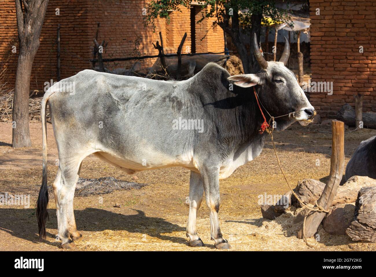 Indian ox on a farm. Indian cattle farm Stock Photo - Alamy