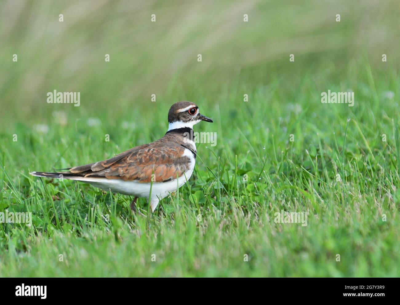 Beautiful Killdeer bird which belongs to the Plover family of birds ...