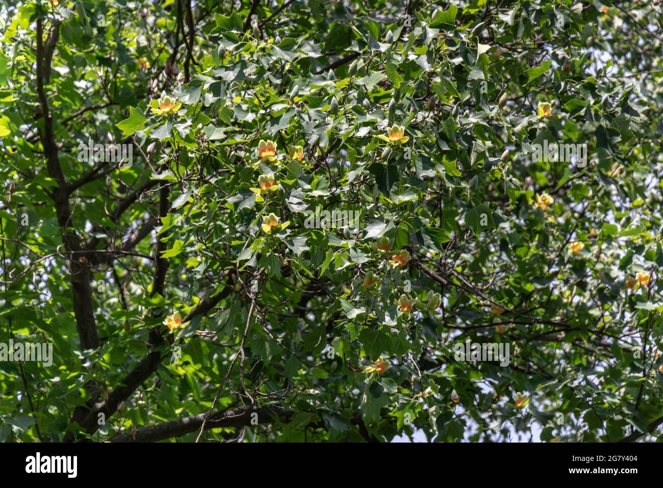 Tulip Tree (liriodendron Tulipifera) High Resolution Stock Photography ...