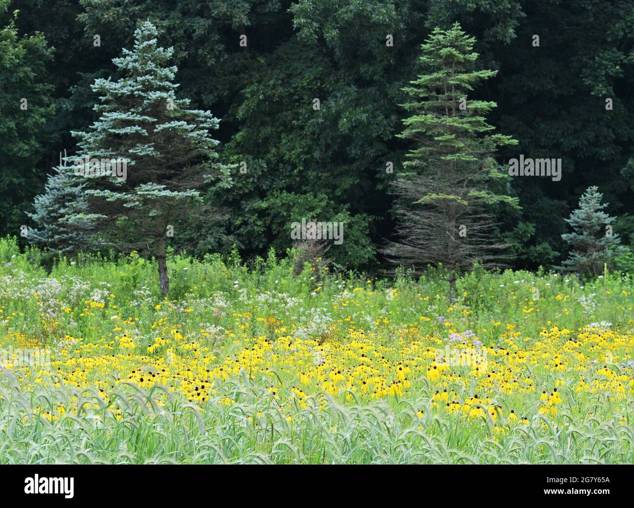 Beautiful meadow of wild flowers with evergreen trees in the background ...