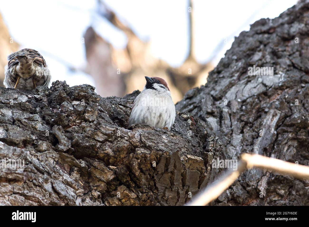 Shallow focus shot of a sparrow perched on a tree Stock Photo - Alamy
