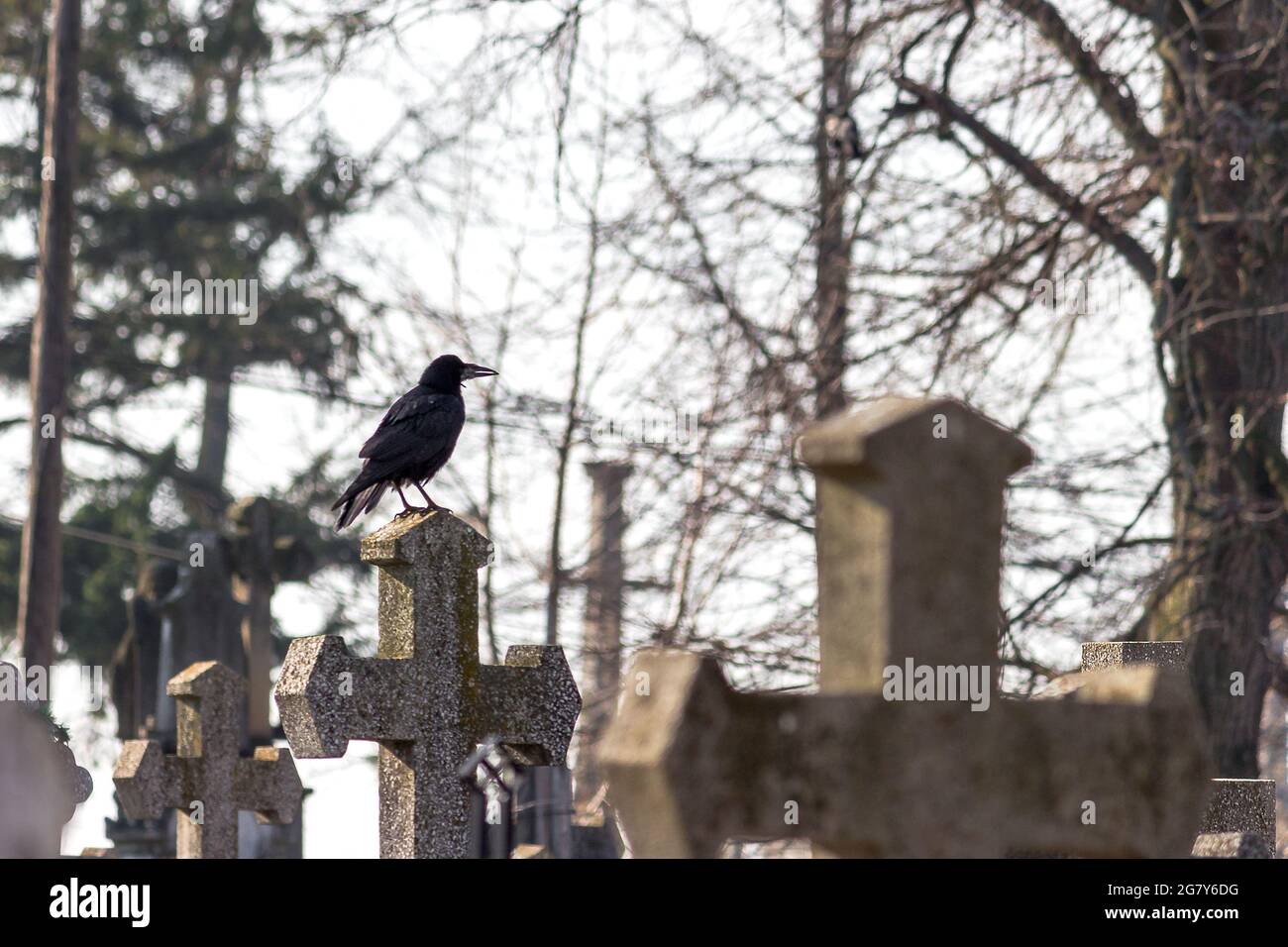 Shallow focus shot of a raven perched on a cross in the cemetery Stock ...