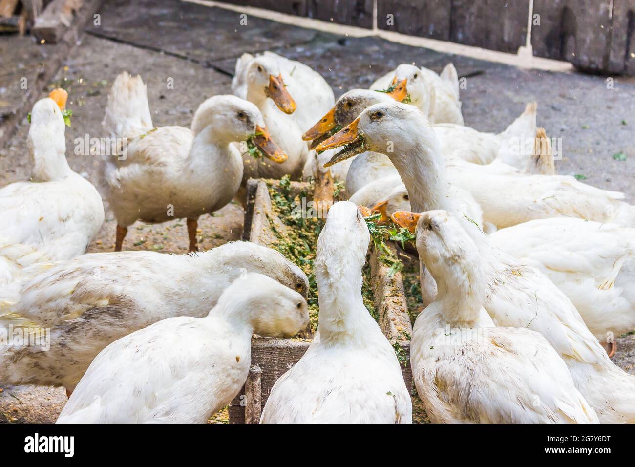 Domestic young ducks animal hi-res stock photography and images - Alamy