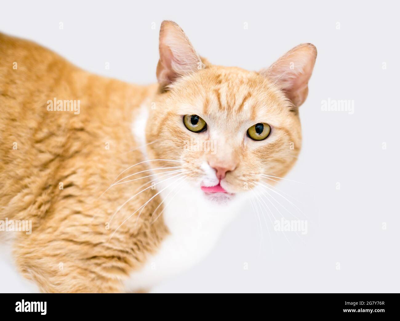 Cat licks camera hi-res stock photography and images - Alamy