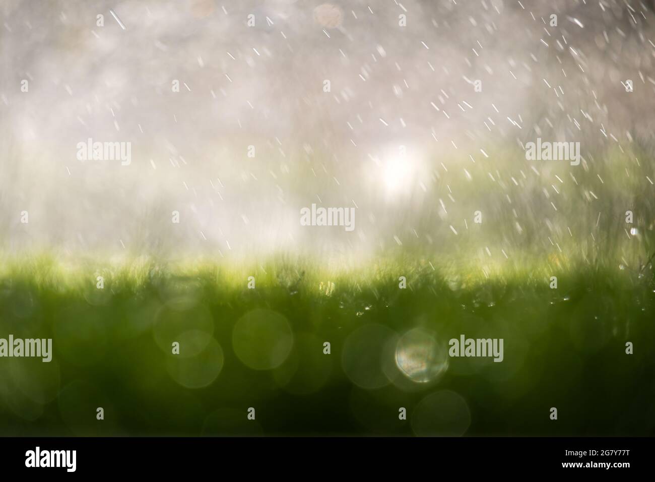 Closeup of rain droplets falling down on green grass in summer Stock ...