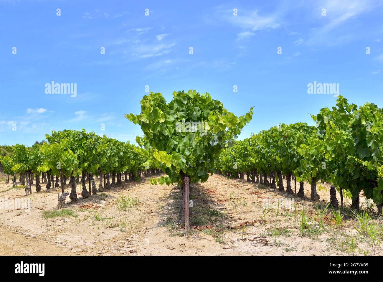 field of grape vine in summer with green foliage and grape growing ...