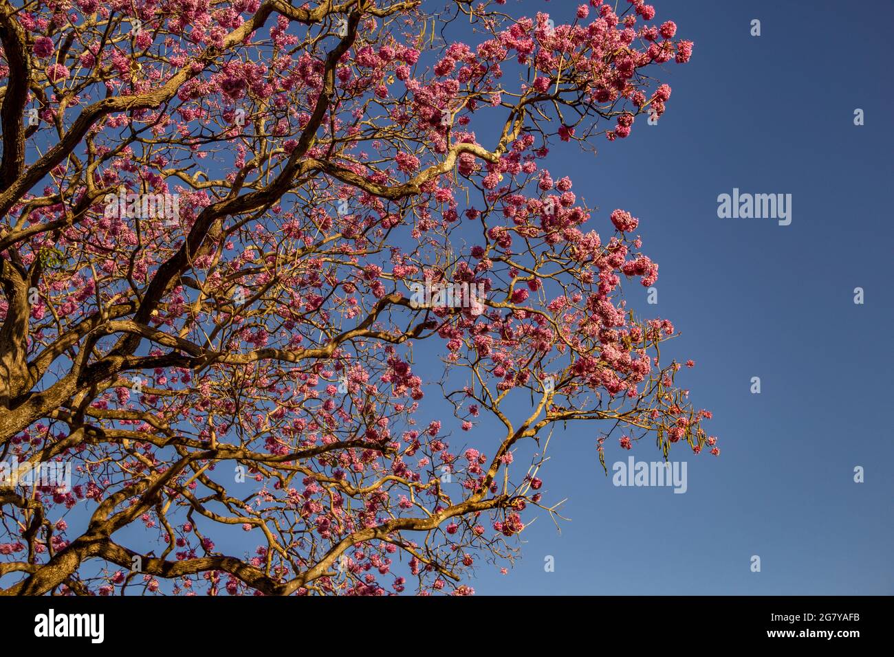 A flowering branch with pink flowers and blue sky in the background ...