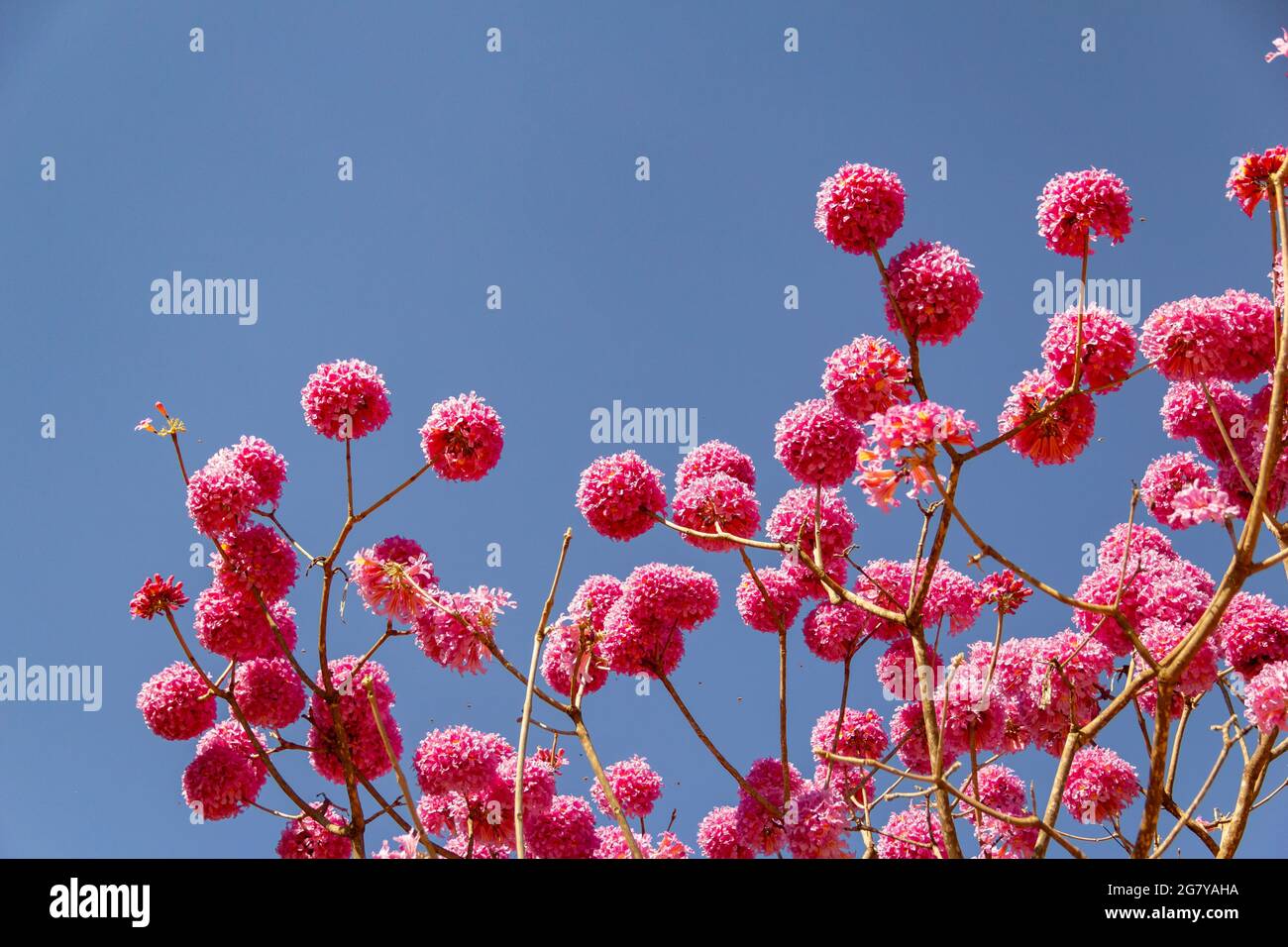 A flowering branch with pink flowers and blue sky in the background ...