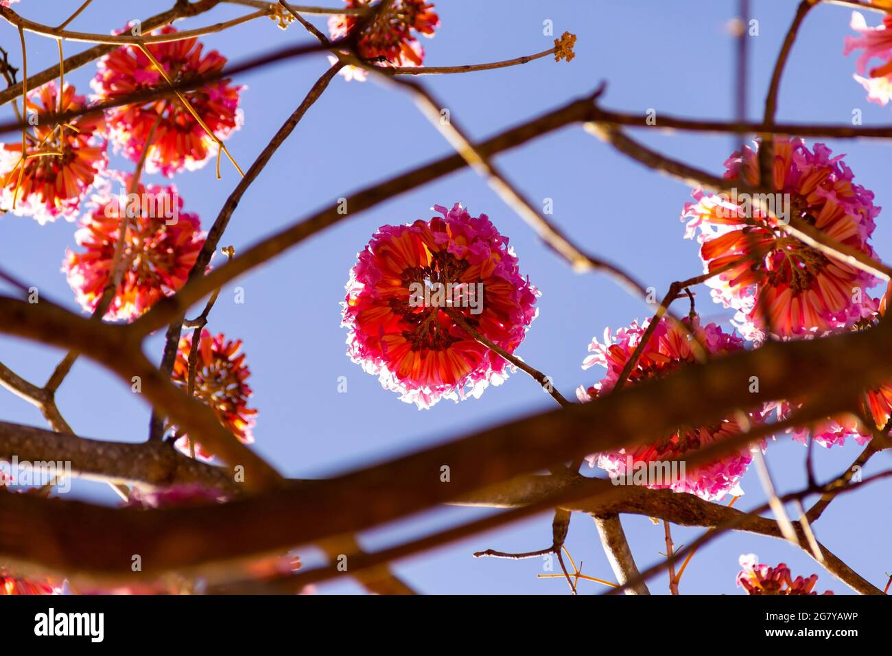 Spring brazil wild flowers hi-res stock photography and images - Alamy