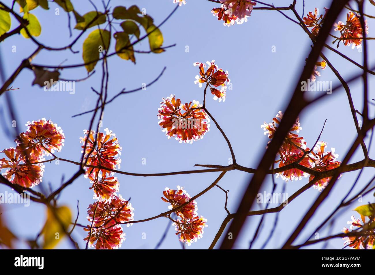 A flowering branch with pink flowers and blue sky in the background ...