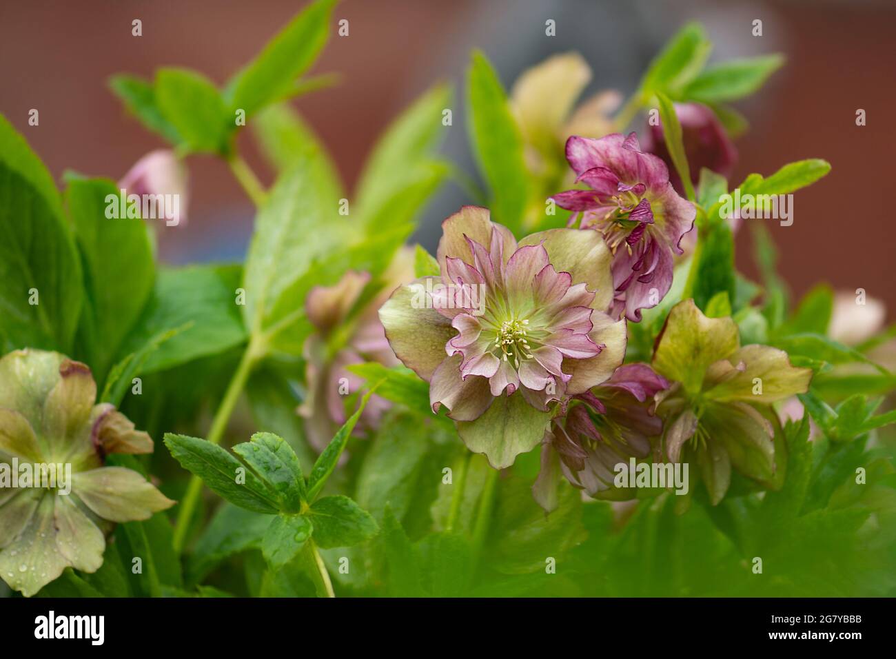 Double flowering hellebores hi-res stock photography and images - Alamy