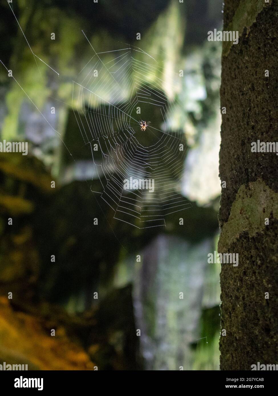 Spider web in a cave Stock Photo - Alamy