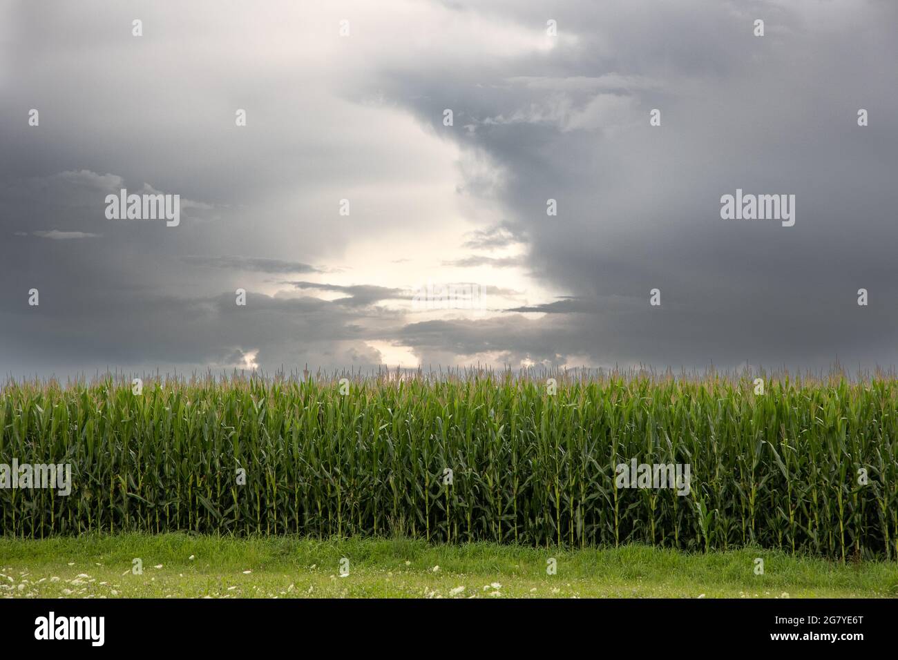 mais field with cloudy sky Stock Photo - Alamy