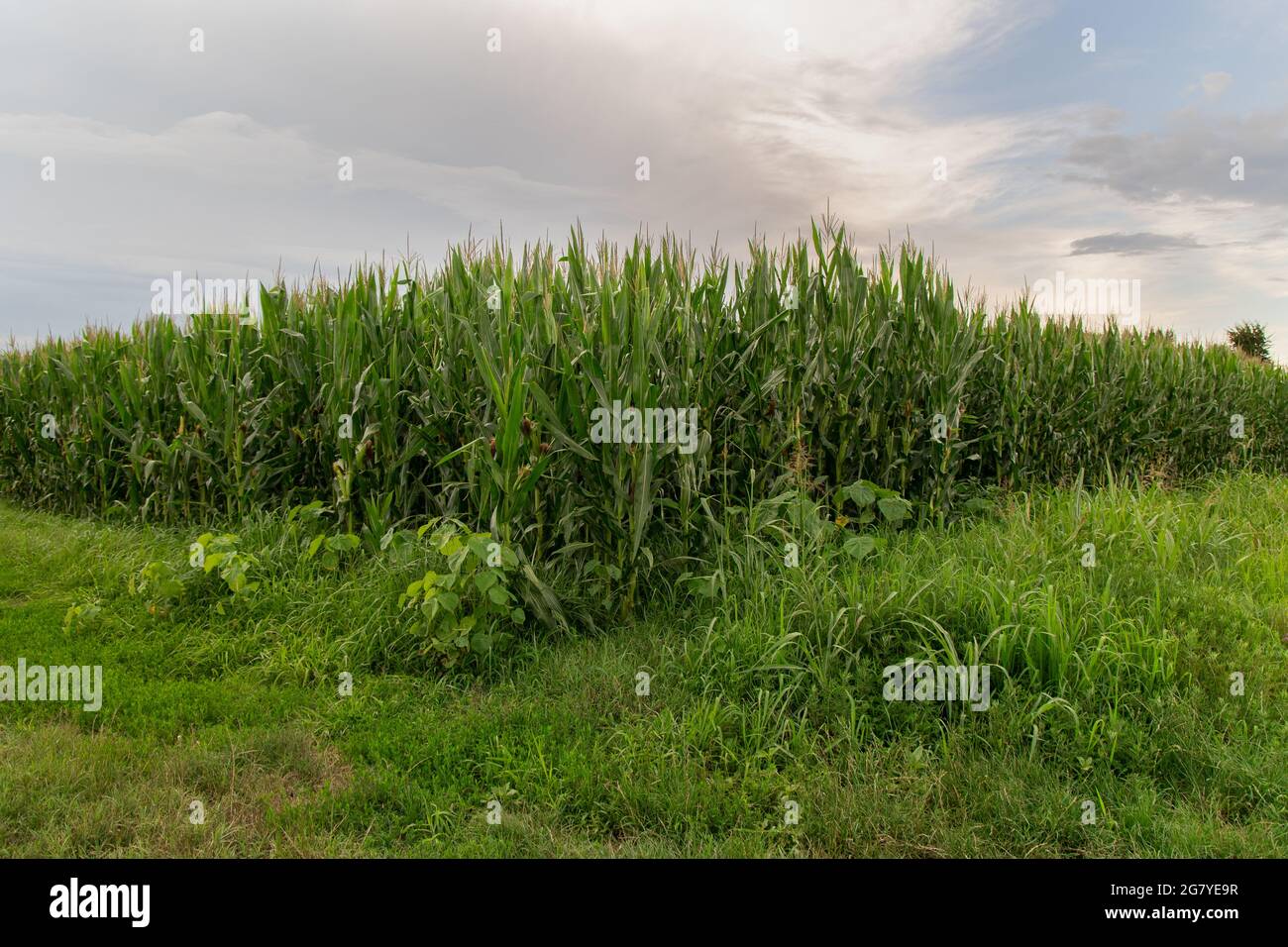 mais field with cloudy sky Stock Photo - Alamy