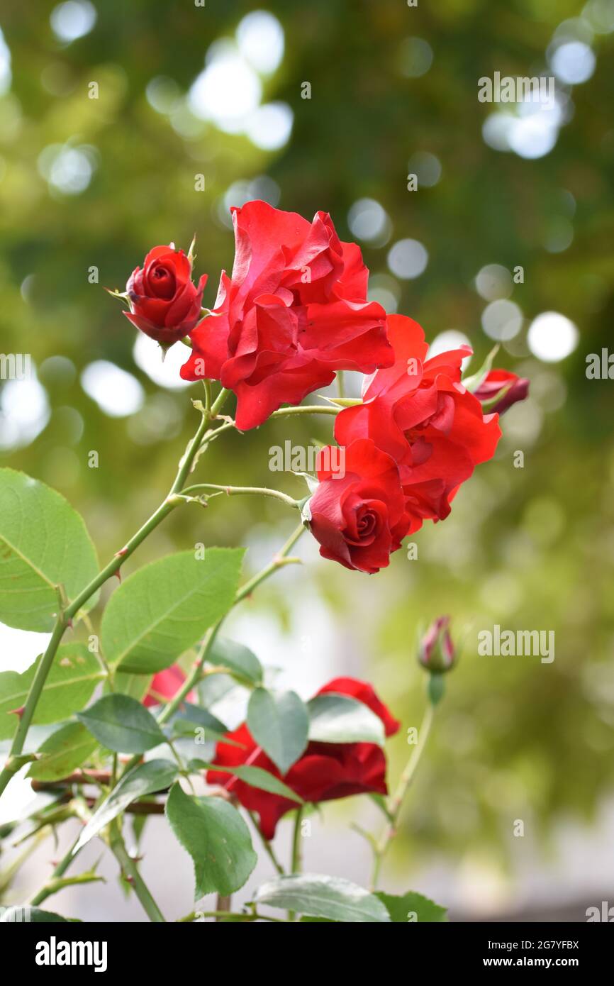 A bunch of beautiful red roses in a garden surrounded by nature plants ...