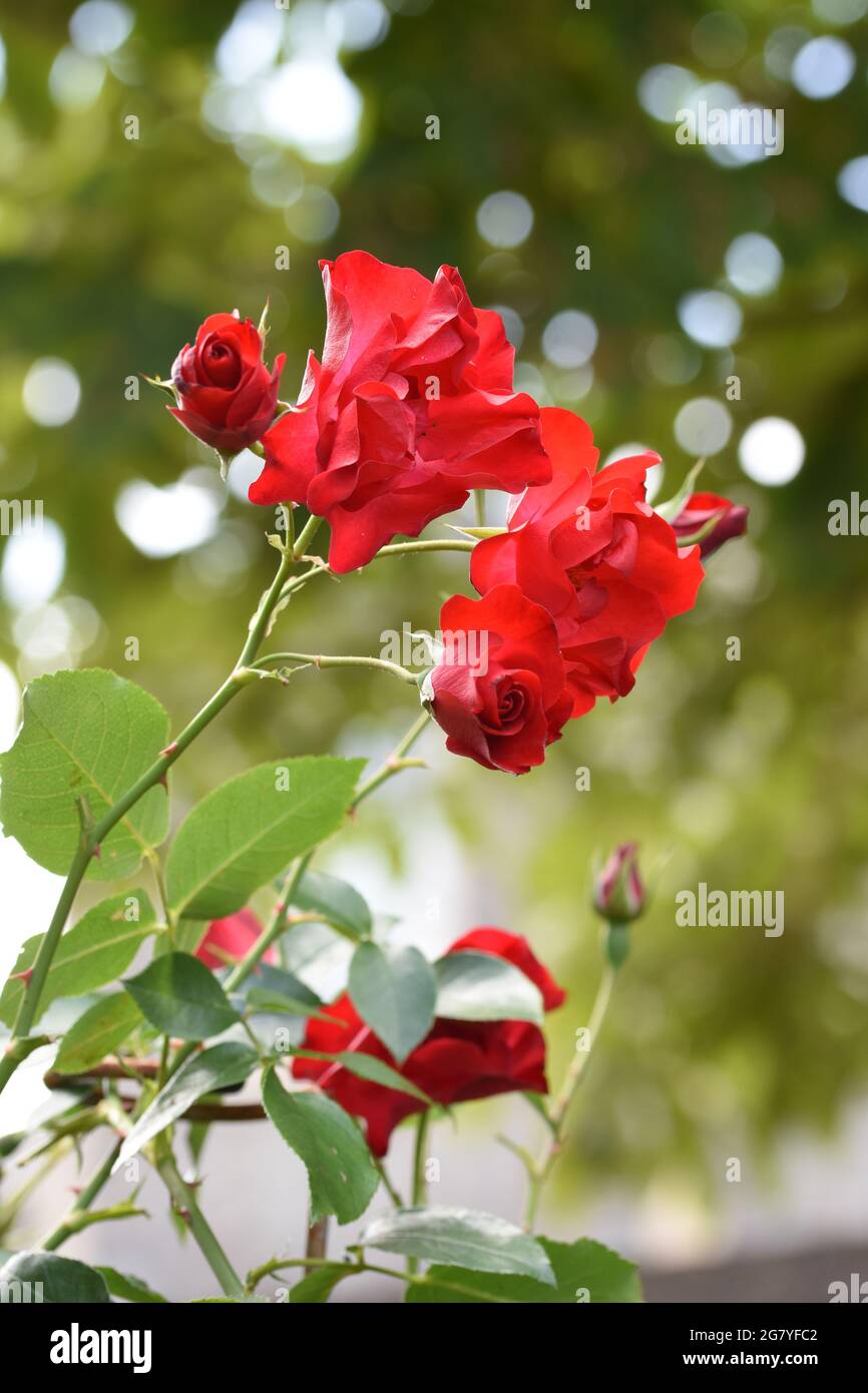 A bunch of beautiful red roses in a garden surrounded by nature plants ...