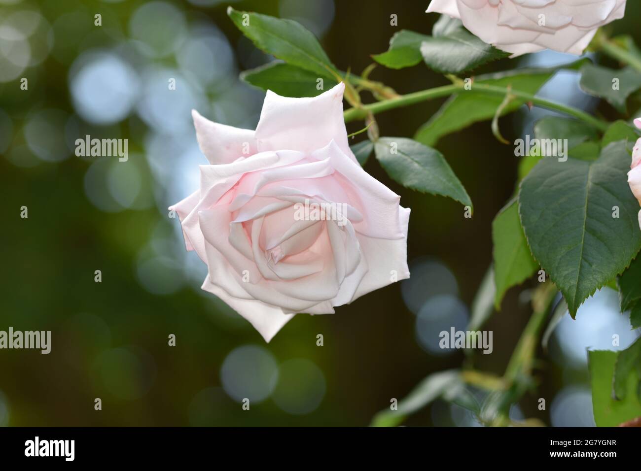Rosa chinensis bengal crimson hi-res stock photography and images - Alamy