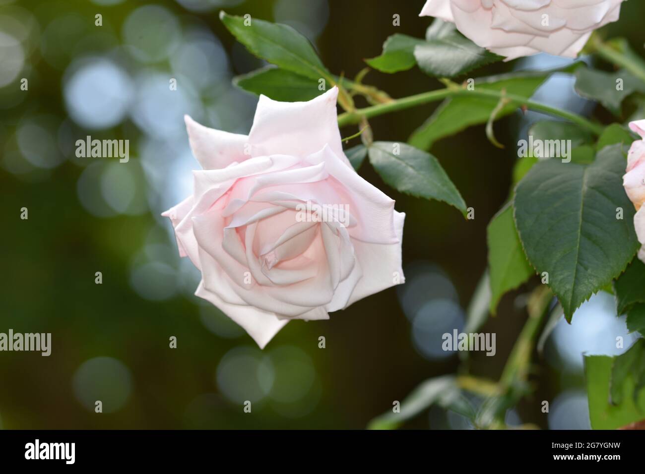 Rosa Chinensis High Resolution Stock Photography and Images - Alamy