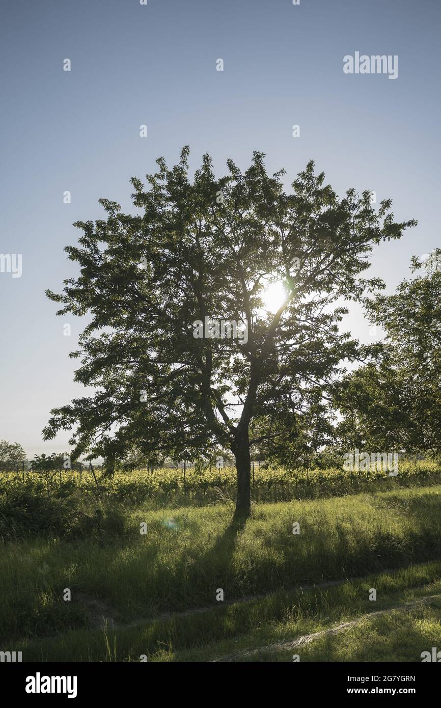 Sun shining through the branches of the green tree in the garden Stock ...