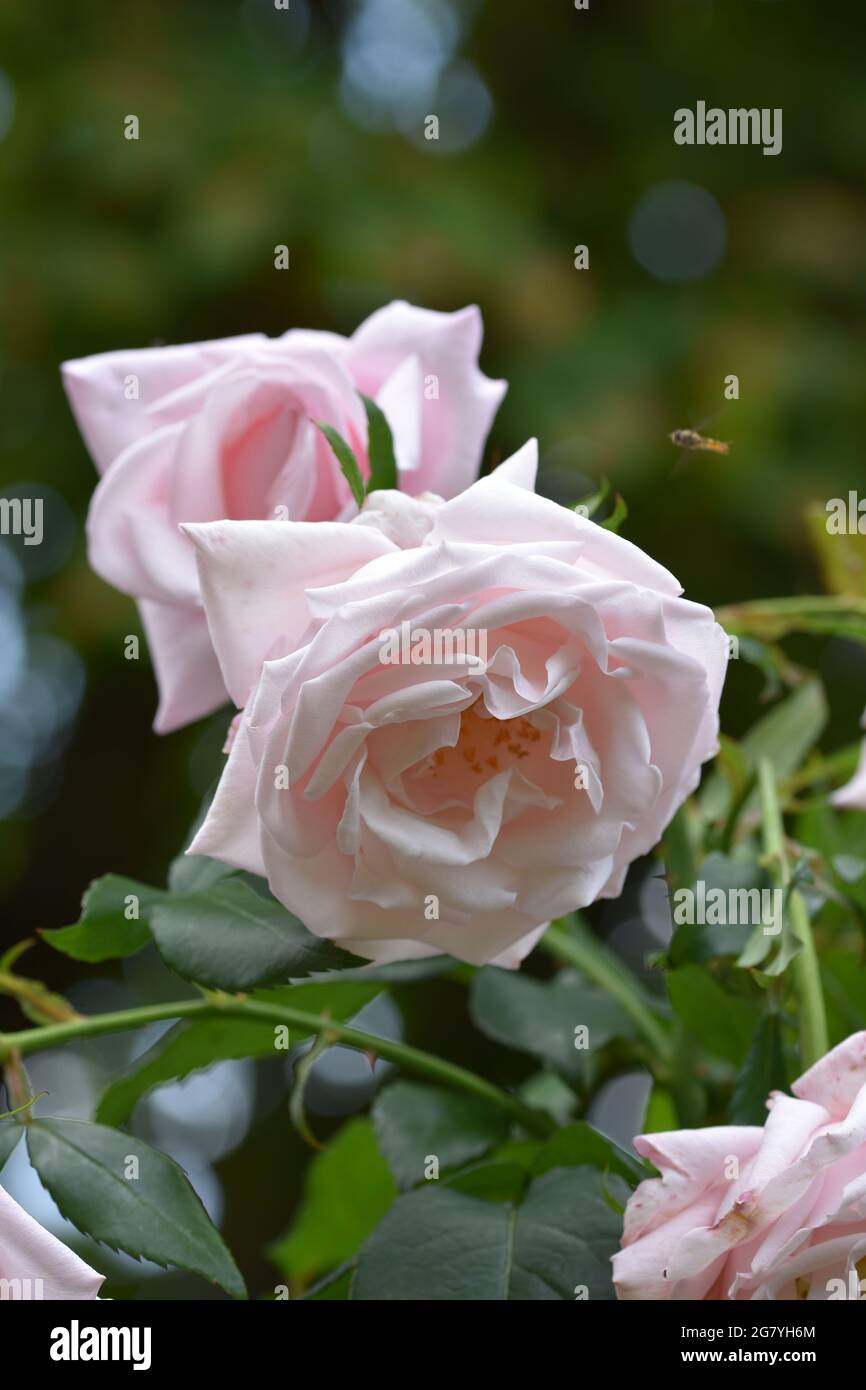 A couple of light pink garden roses these are also known as the China ...