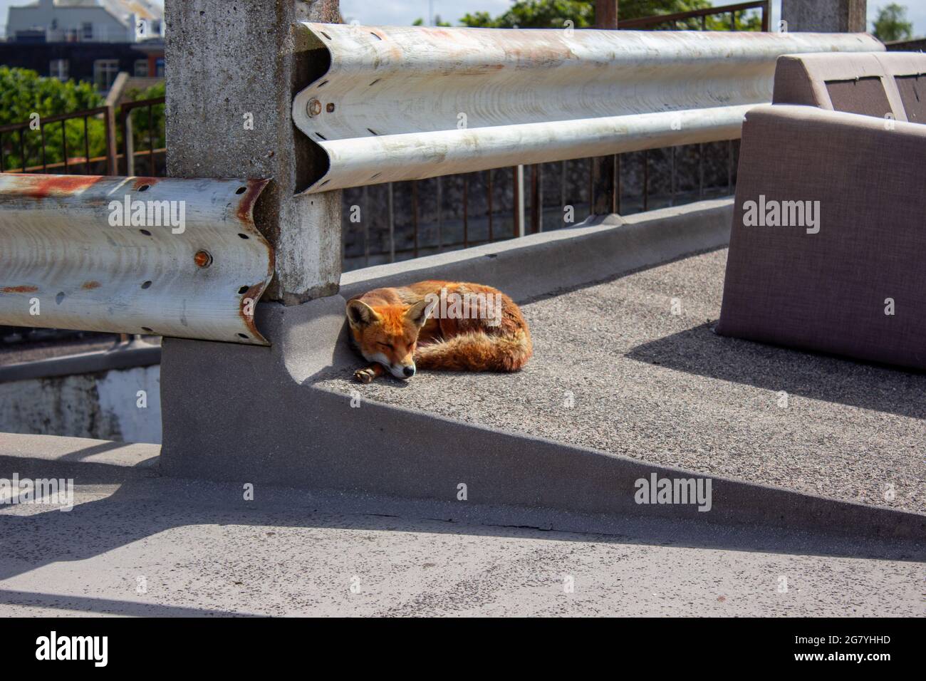 Closeup shot of a fox sleeping outdoors on a stone surface Stock Photo ...