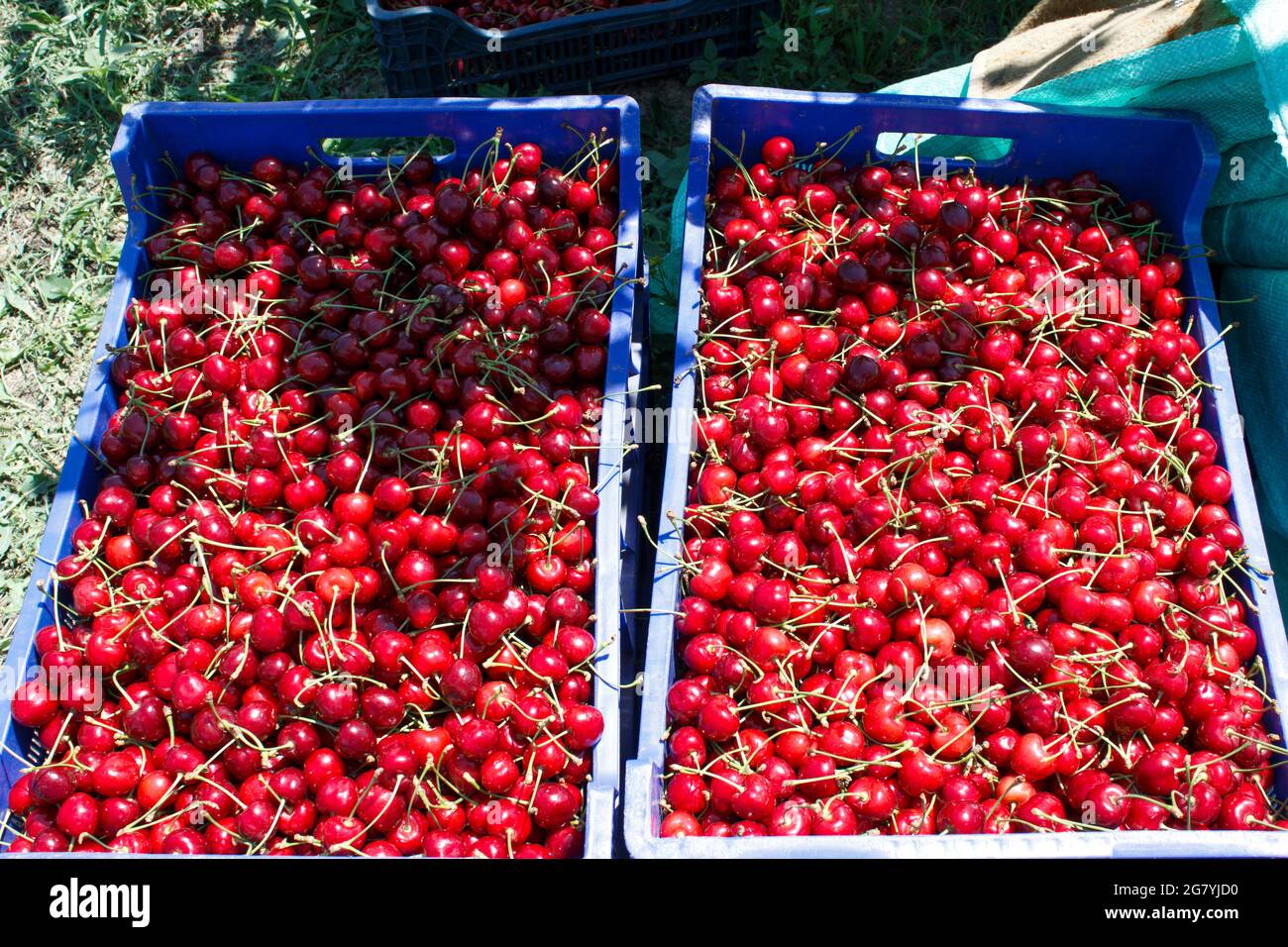 Cherries in plastic crates. Organic cherry growing. Summer fruits Stock ...