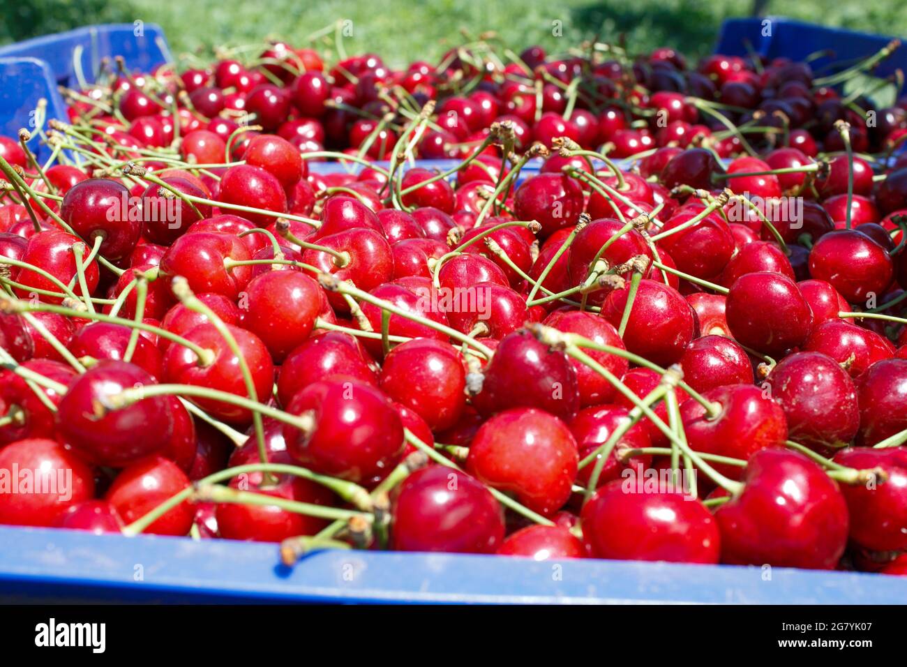 Cherries in plastic crates. Organic cherry growing. Summer fruits Stock ...