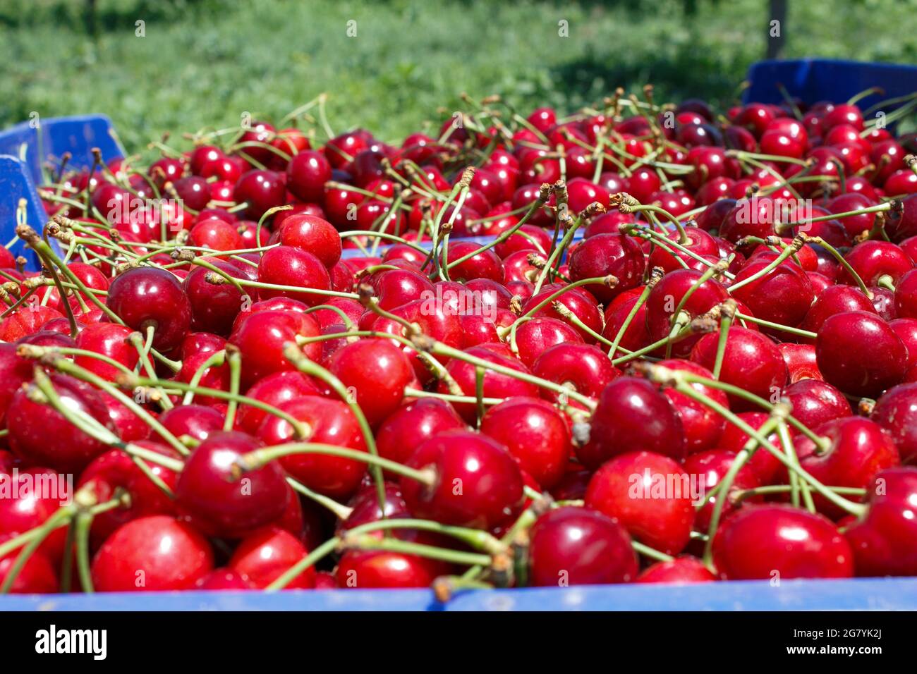 Cherries in plastic crates. Organic cherry growing. Summer fruits Stock ...