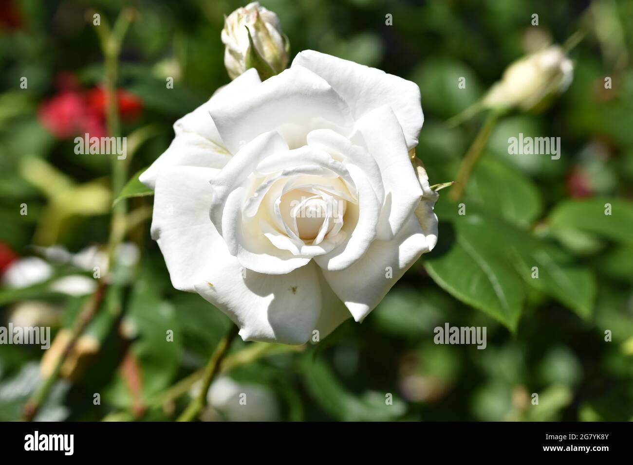 Rose with greenery hi-res stock photography and images - Alamy