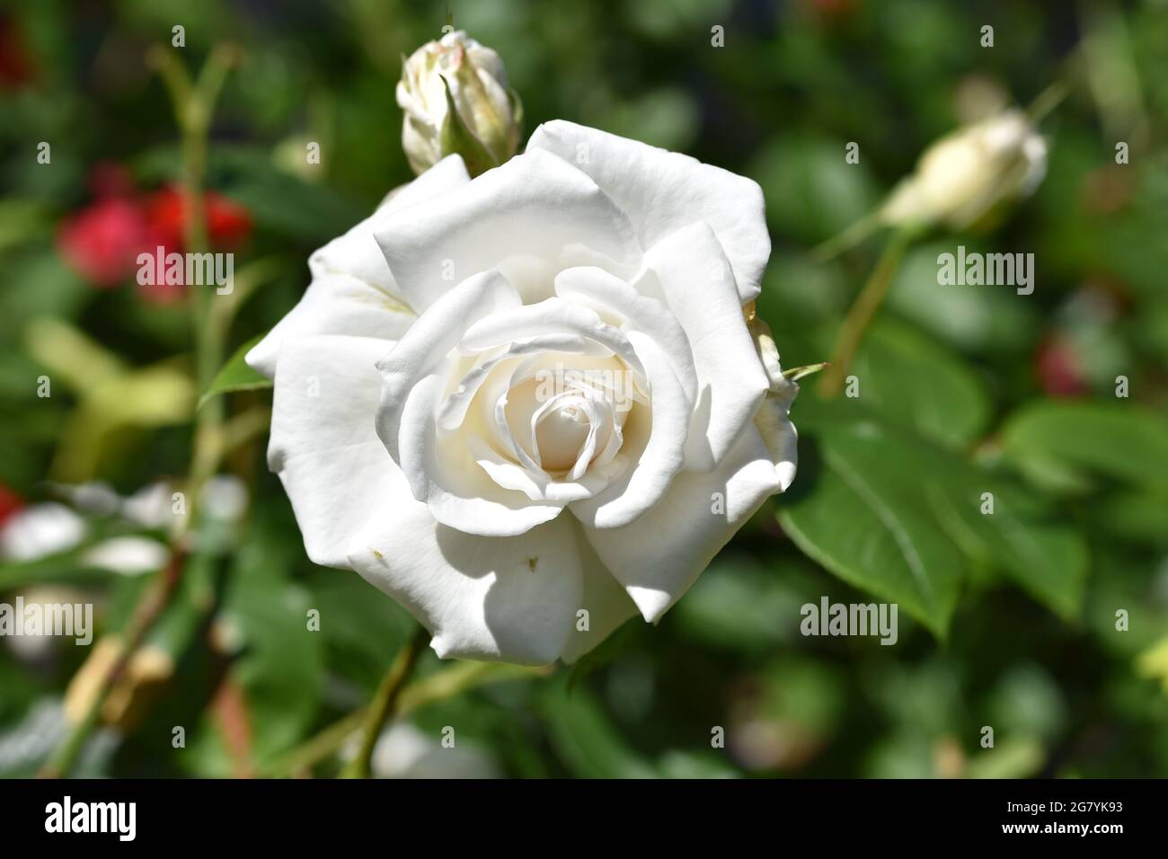 A close-up of a beautiful China rose with garden greenery as the ...
