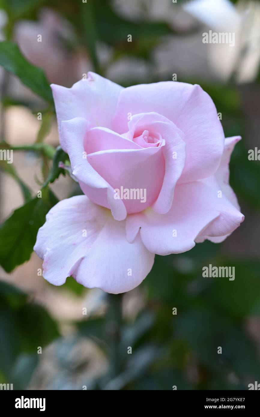 A close up photograph of a single pink rose surrounded by flowers and ...