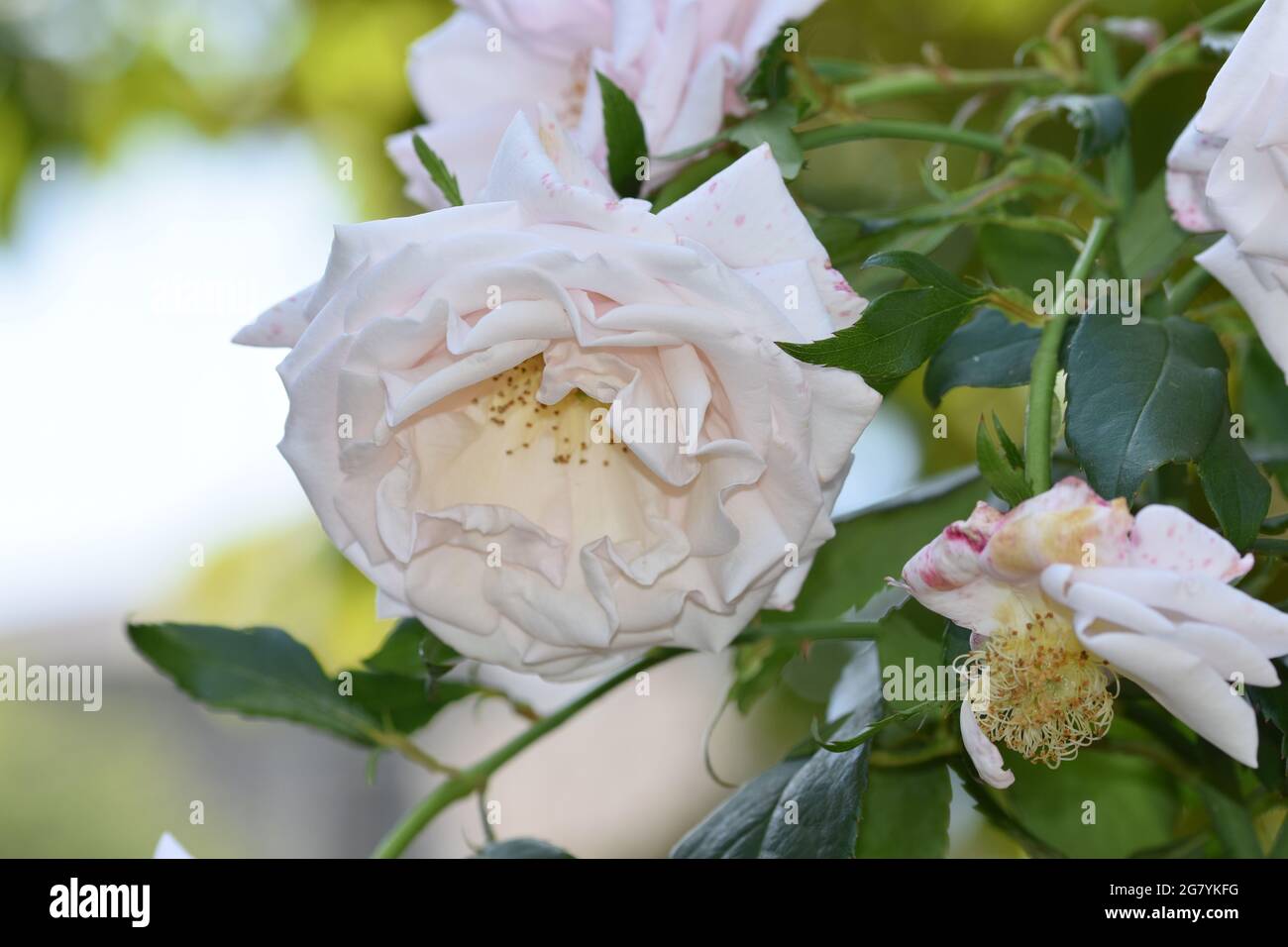 A single garden china rose also known as the Bengal rose with a ...