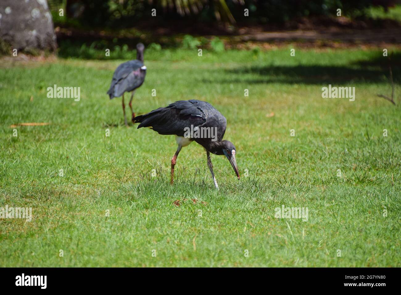 An adult black stork in Zimbabwe Stock Photo - Alamy