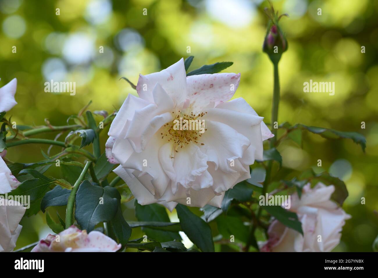 A single garden china rose also known as the Bengal rose with a ...