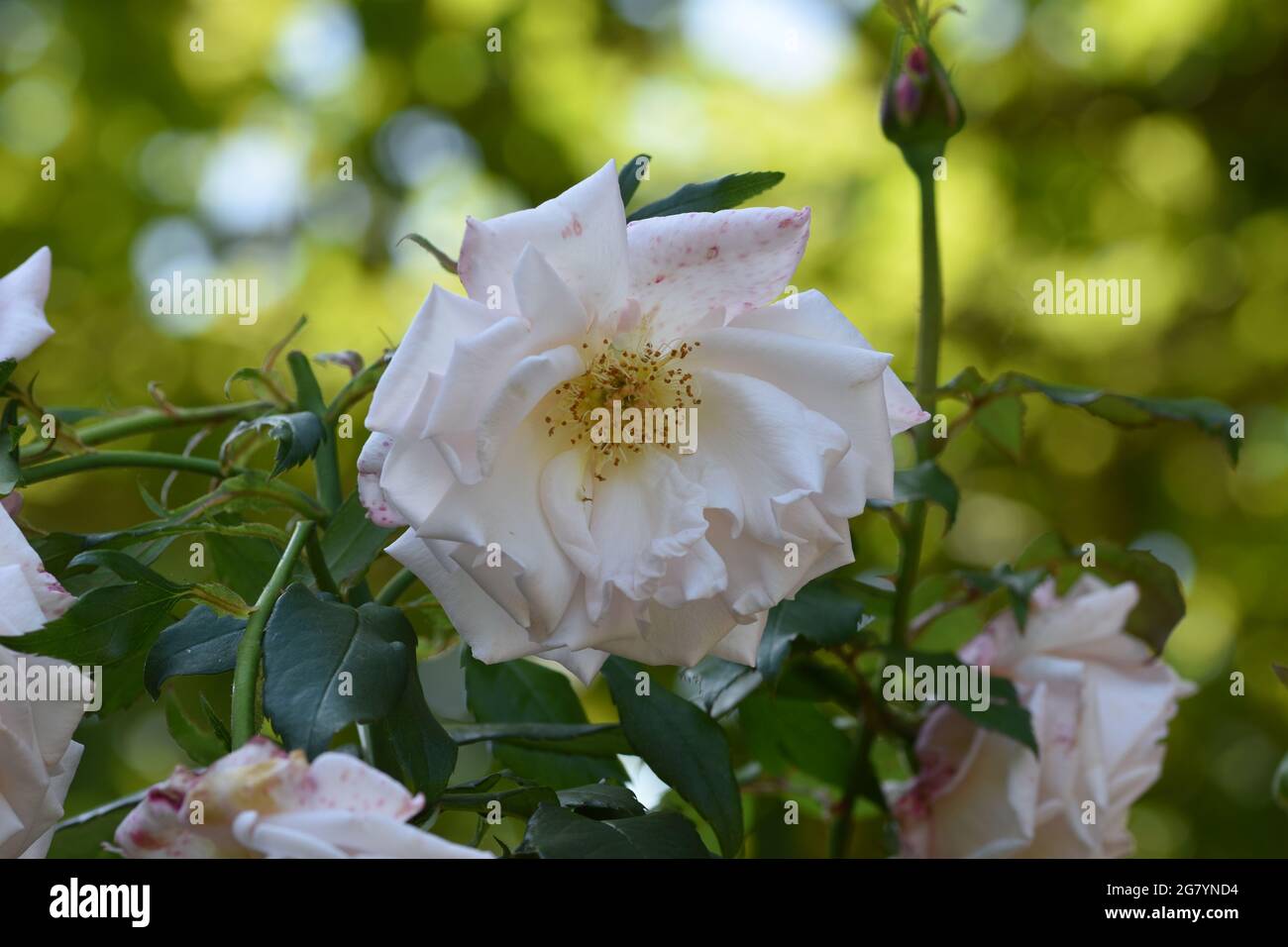 Rosa chinensis bengal beauty hi-res stock photography and images - Alamy