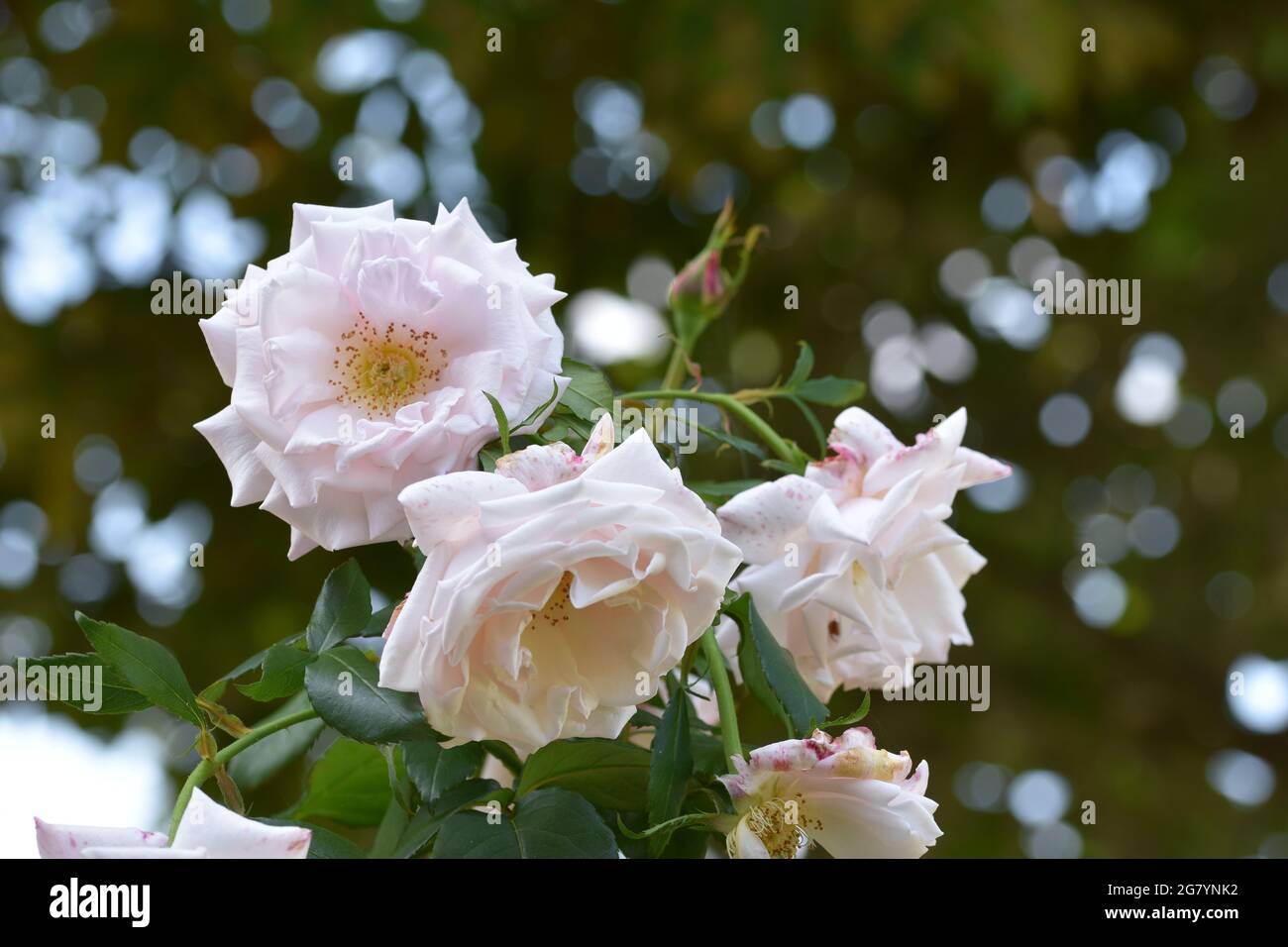 A bunch of beautiful China garden roses also known as the Bengal rose ...