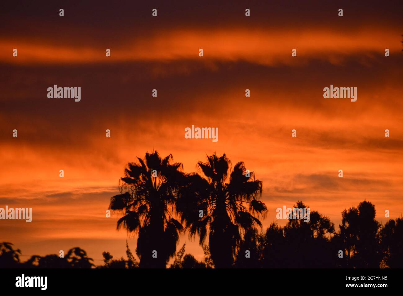 Palm tree silhouettes and a fiery sky at sunset in Zimbabwe Stock Photo ...