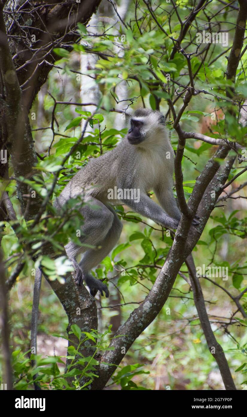 A vervet monkey in a tree in a nature reserve in Zimbabwe Stock Photo ...
