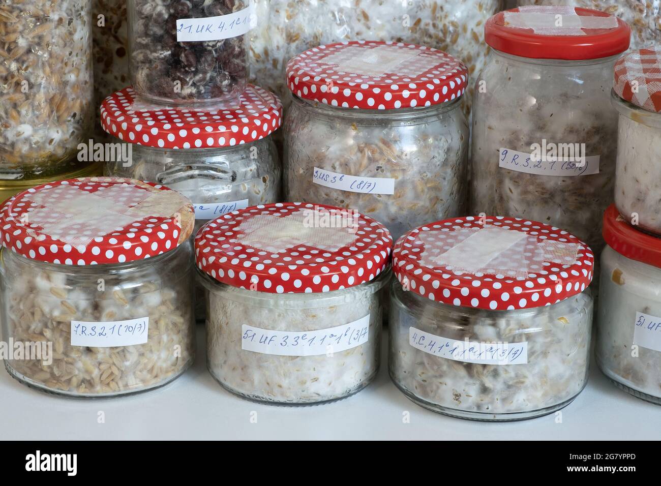 Glass container with inoculated mycelium of ShiiTake Lentinula Edodes ...