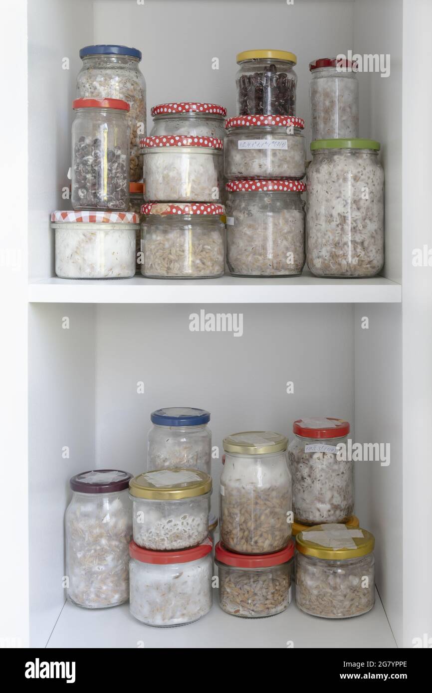 Growing mushrooms container hi-res stock photography and images - Alamy