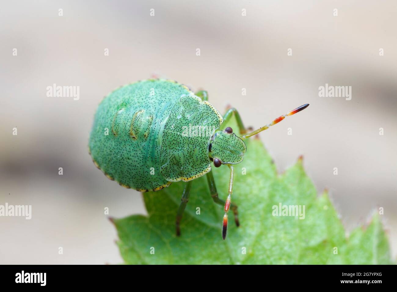 Juvenile of Stinkburg Pentatomidae Palomena viridis Stock Photo - Alamy