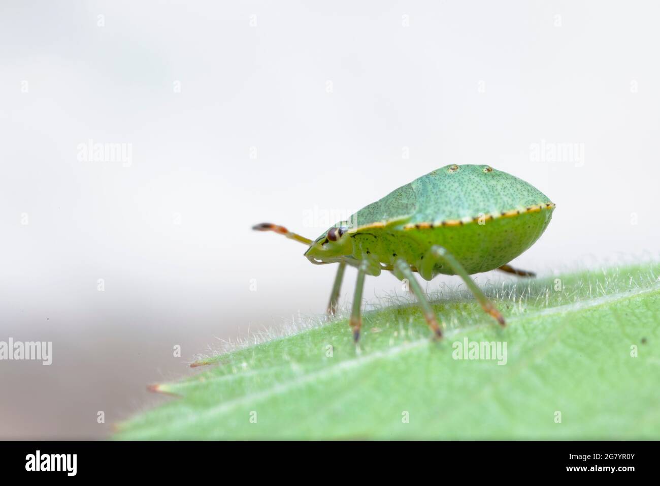 Juvenile of Stinkburg Pentatomidae Palomena viridis Stock Photo - Alamy