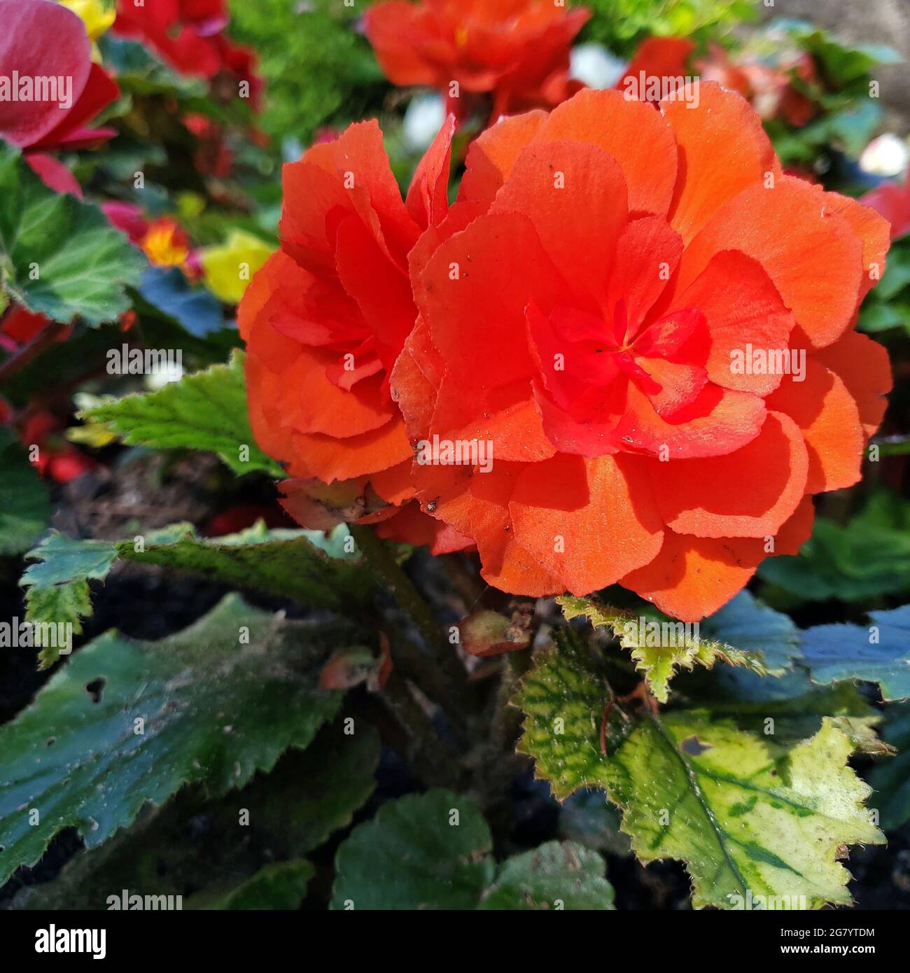 Begonias flowers plants hi-res stock photography and images - Alamy
